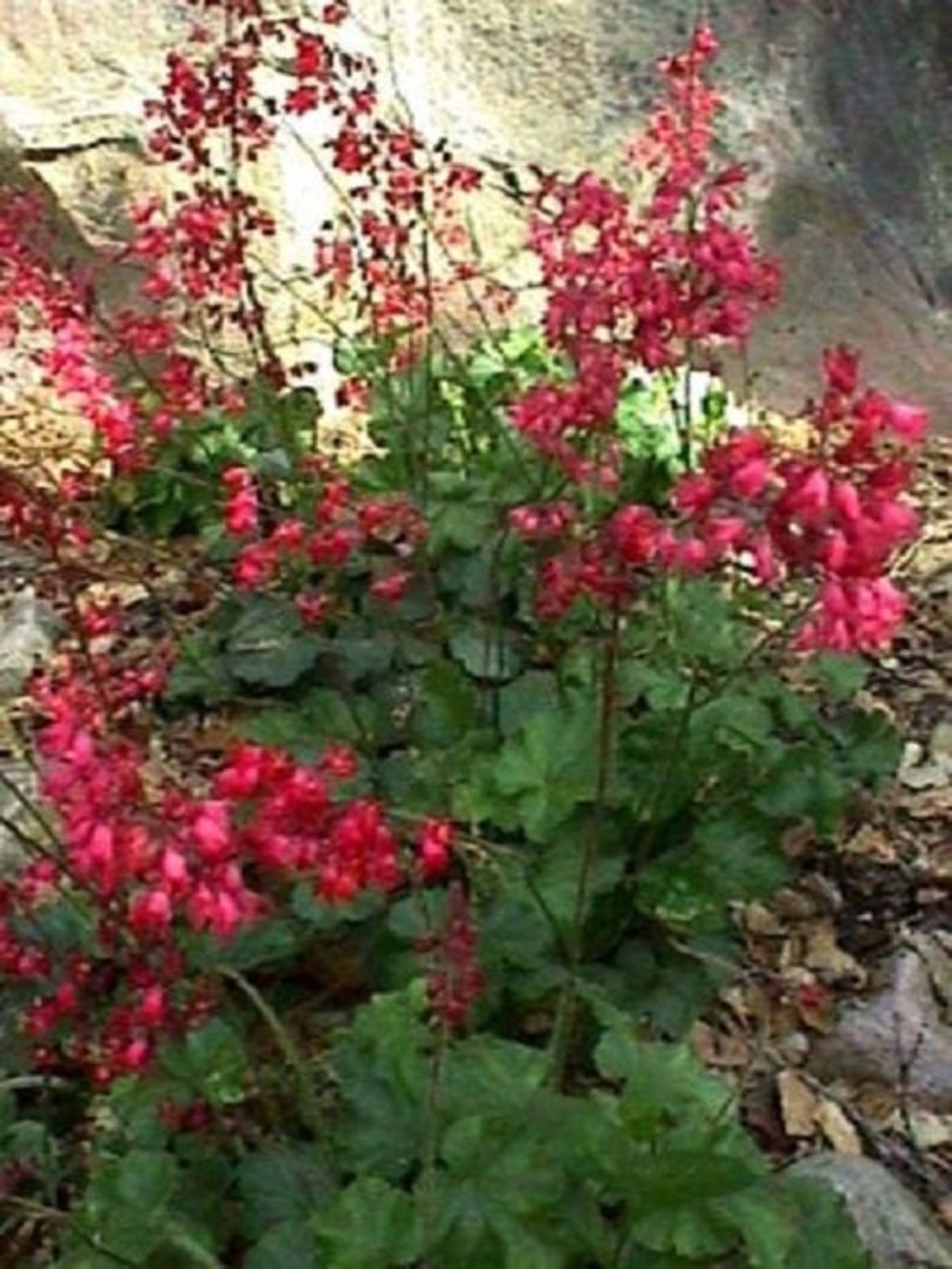 50+ Heuchera Bressingham Coral Bells / Perennial / Flower Seeds. - Etsy