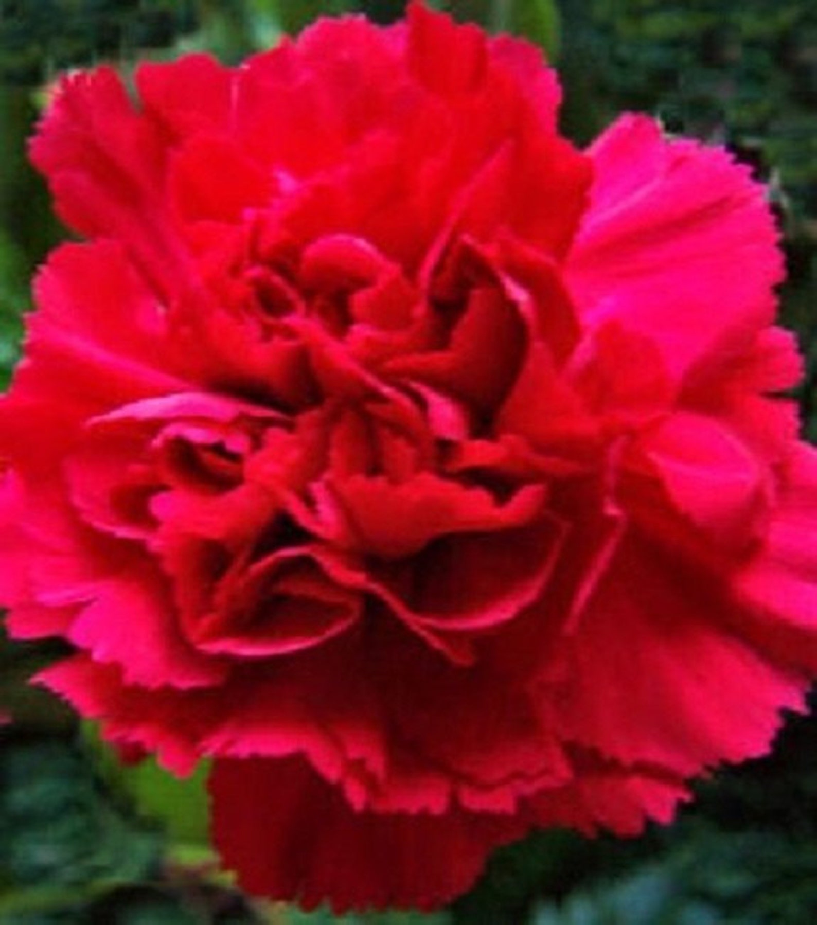 30+ Scarlet Red Anjer / vaste plant / bloemzaden. - Etsy Nederland