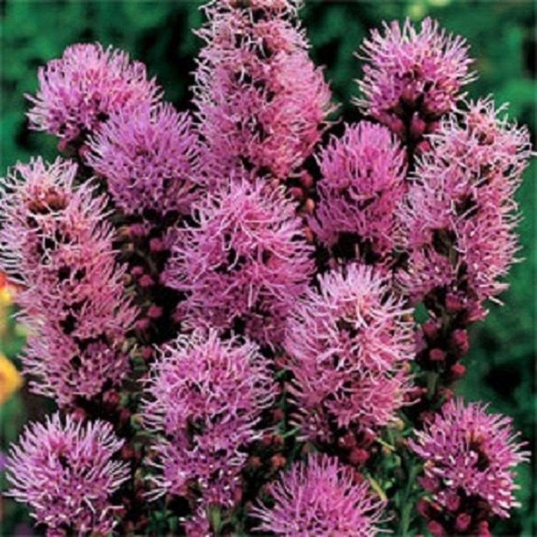 50+ Blazing Star Liatris / Prairie / Perennial / Flower Seeds. - Etsy