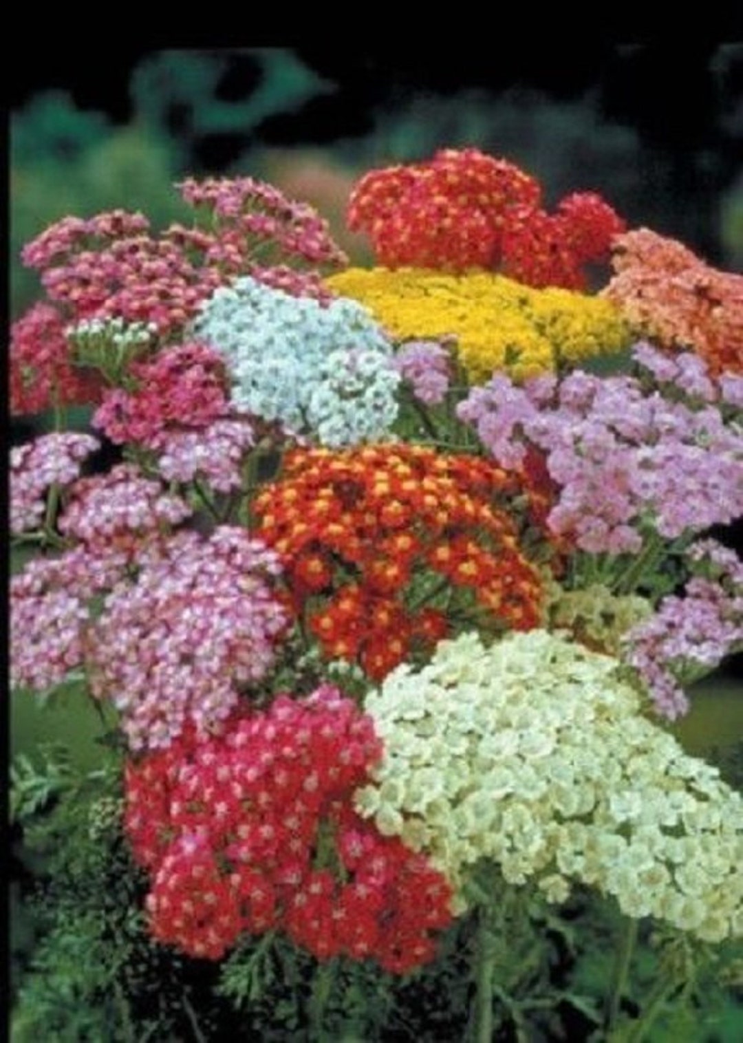 50+ Colorado Mix Achillea / Yarrow / Deer Resistant / Perennial ...
