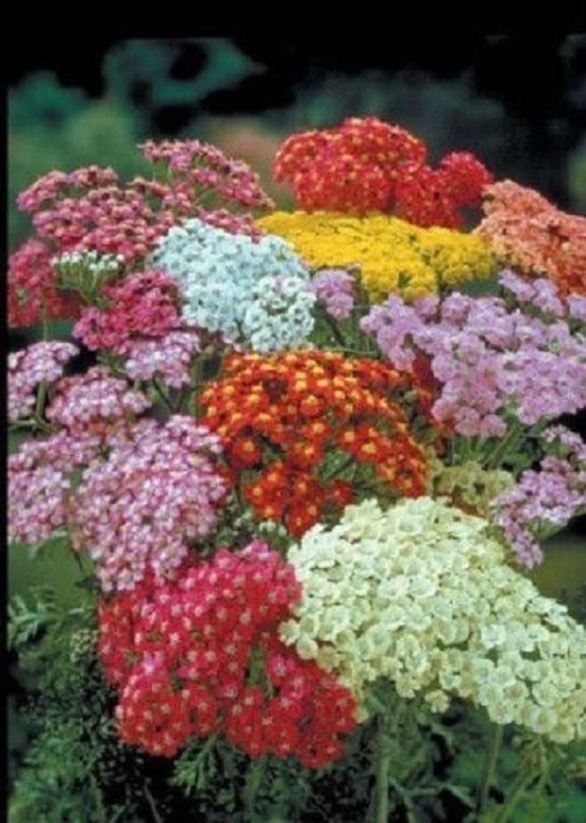 50 Colorado Mix Achillea / Yarrow / Deer Resistant / - Etsy