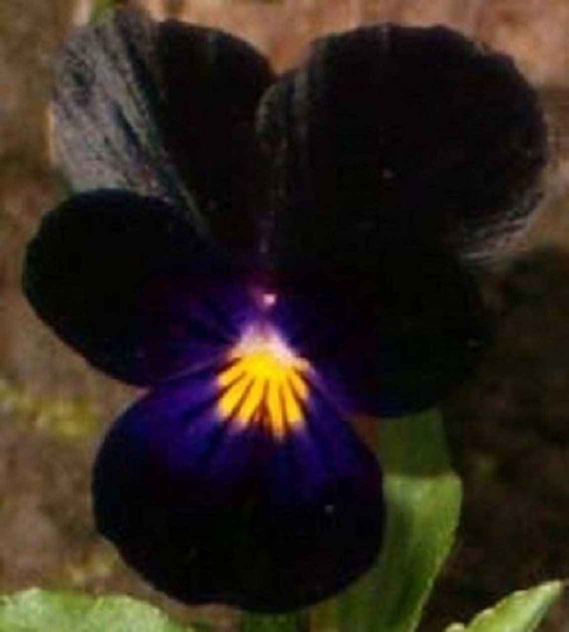 35 Velvety Black Viola / Shade-loving / Perennial / Flower - Etsy