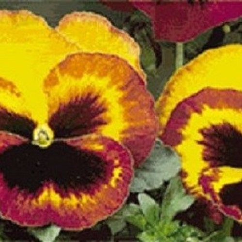35 Pansy Colossus Red With Face / Long-lasting / Annual / - Etsy