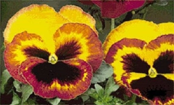 35 Pansy Delta Fire-with Face / Long-Lasting / Annual / | Etsy