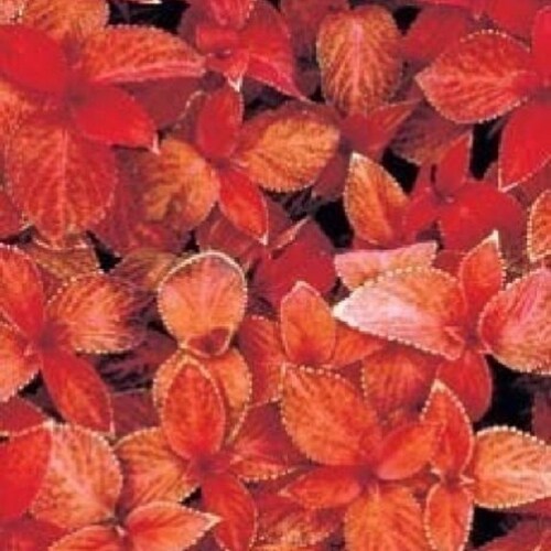 50 Coleus Wizard Sunset / Shade Loving / Annual / Flower | Etsy