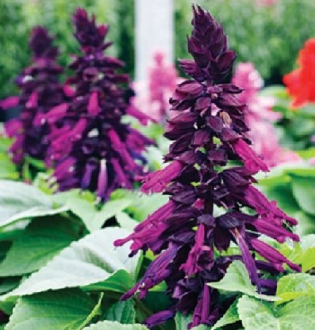 40+ Salvia Salsa Purple Bi-color / Drought Tolerant / Sage / Perennial ...
