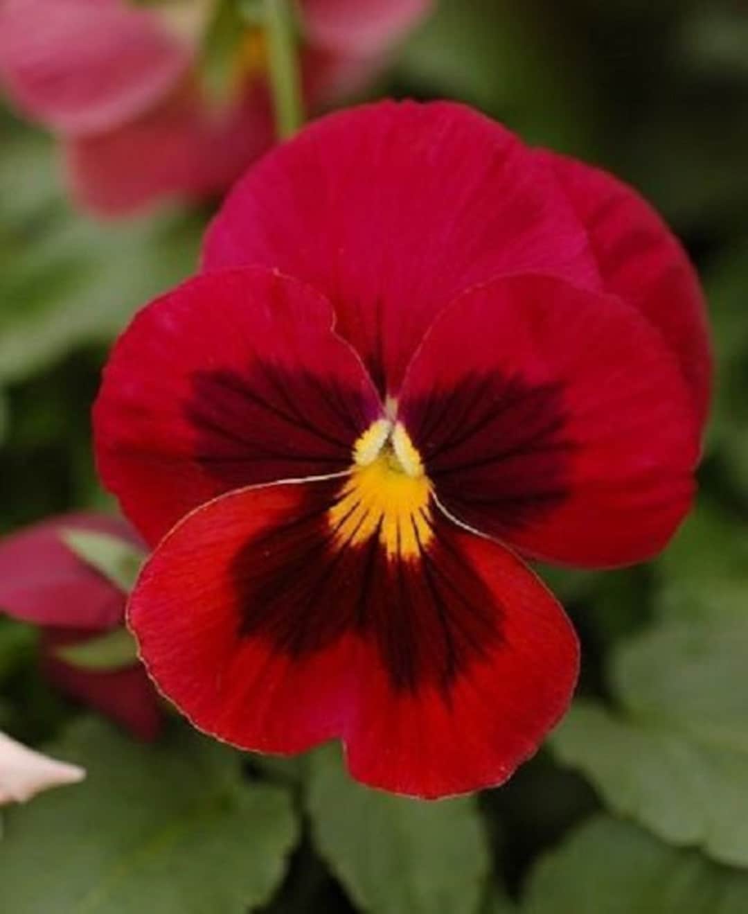 35 Pansy Colossus Red With Face Long lasting Annual Flower Seeds. Etsy
