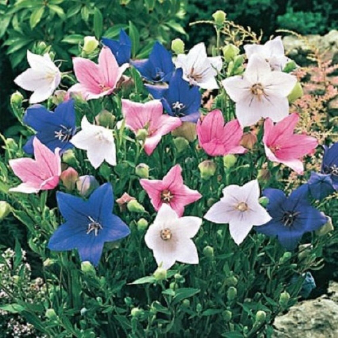 40+ Platycodon Mix / Balloon Flower / Perennial / Flower Seeds. - Etsy