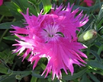 30 Dianthus Superbus White Carnation Flower Seeds / Perennial / Great ...