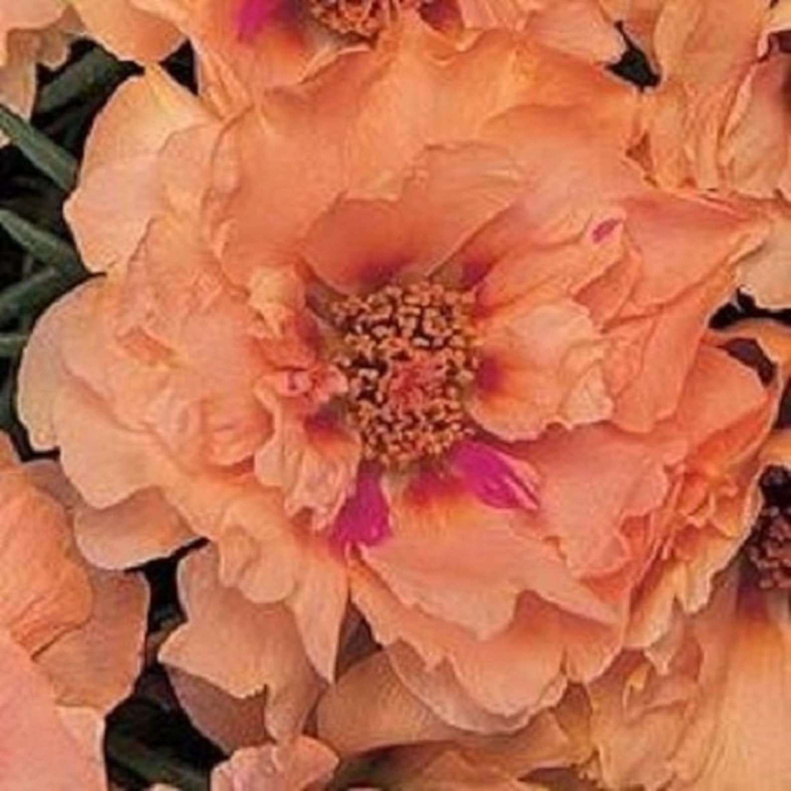75 Sundial Peach Portulaca / Annual / Flower Seeds. | Etsy