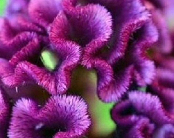 30 Purple Cockscomb Celosia / Re-seeding Annual / Flower - Etsy