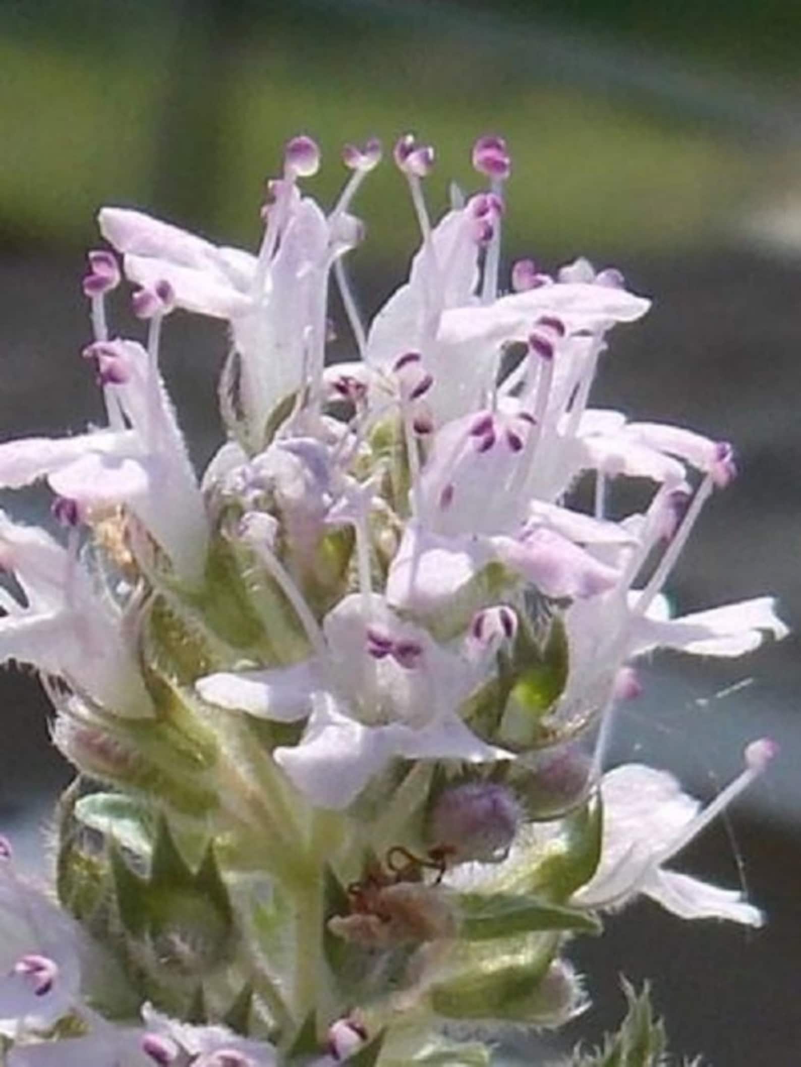 50+ Thymus Magic Carpet / Herb / Thyme / Perennial / Flower Seeds. - Etsy