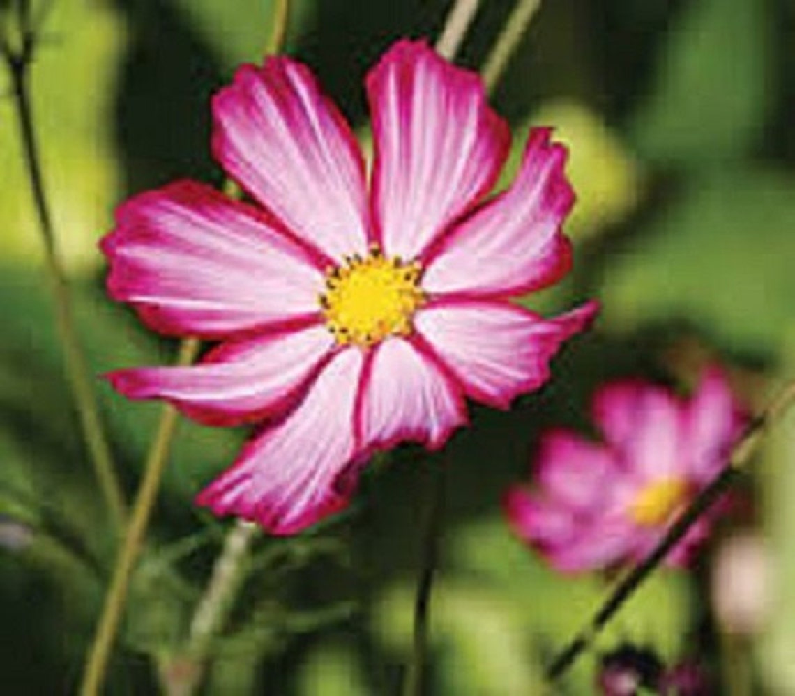 35 Cosmos Pink Picotee / Drought Tolerant / Long Lasting / - Etsy