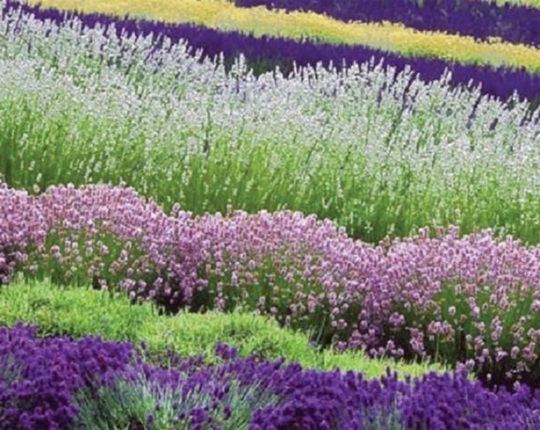 30+ Lavender Mix White Red Purple / Perennial / Flower Seeds. - Etsy