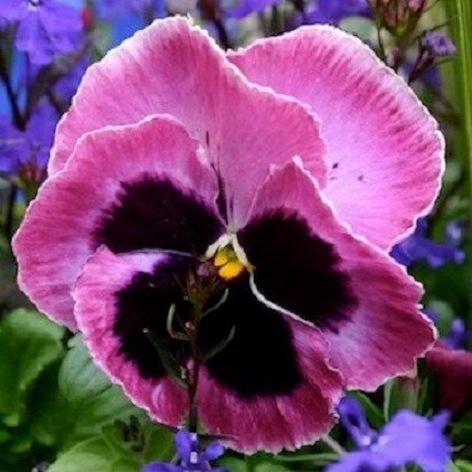 35 Pansy Mammoth Pink Berry / Self-seeding / Annual / Flower | Etsy