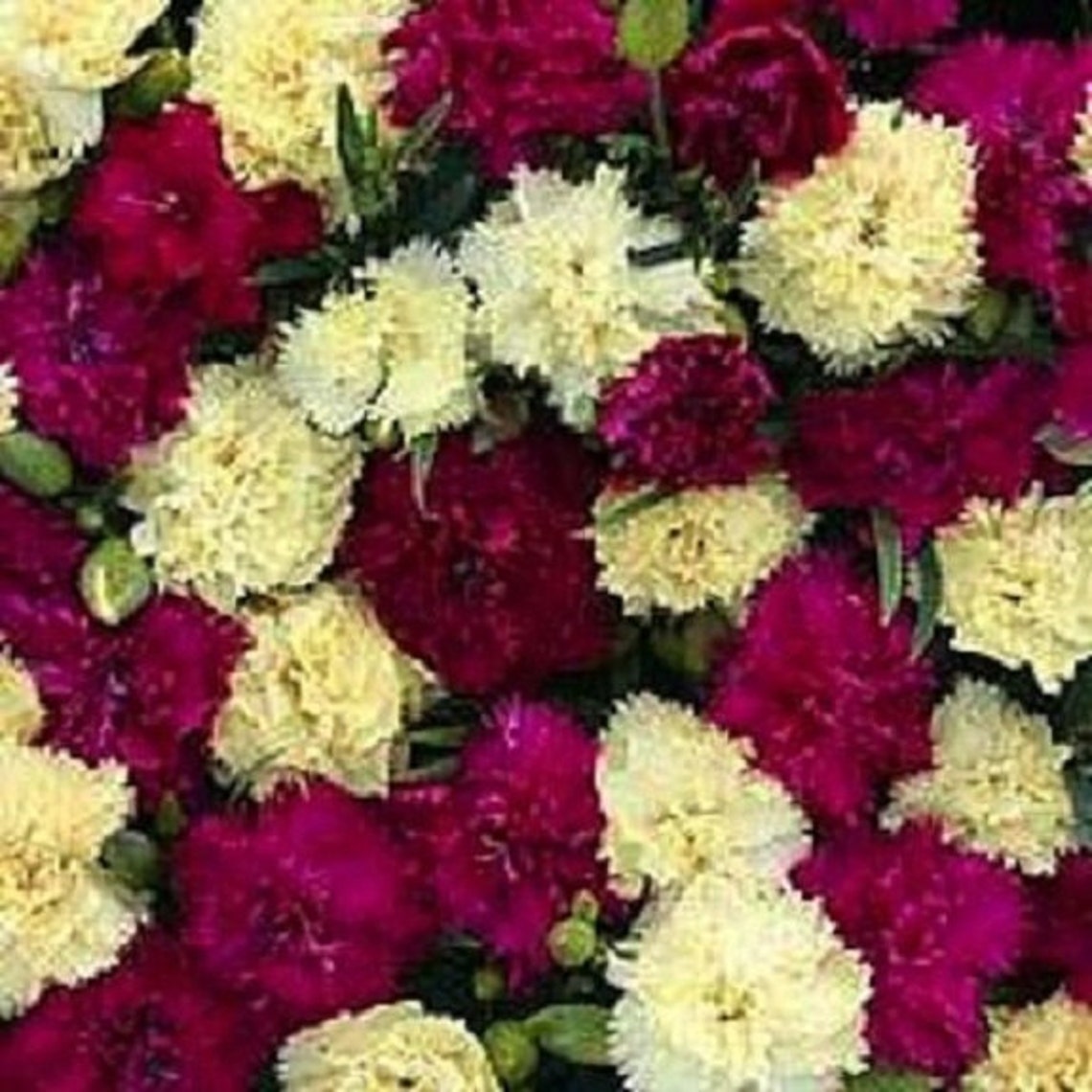 30+ Fizz Banana Berry Carnation / Dianthus / Perennial / Flower Seeds ...