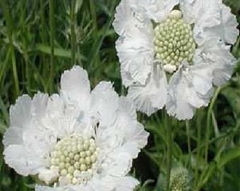 25 Pure White Scabiosa Pincushion Flower Seeds / Perennial - Etsy