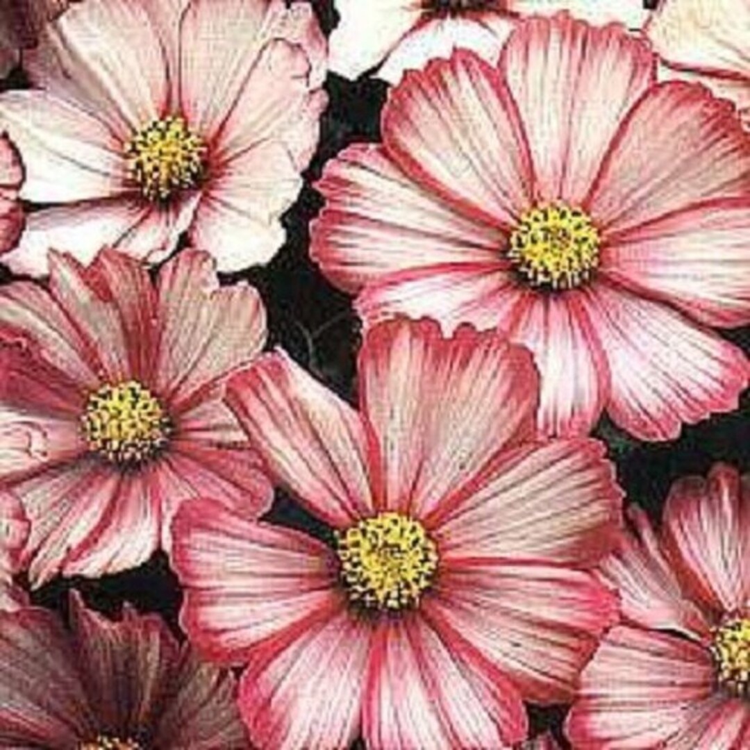 35+ Peppermint Twist Cosmos Bi-color / Drought Tolerant / Annual ...