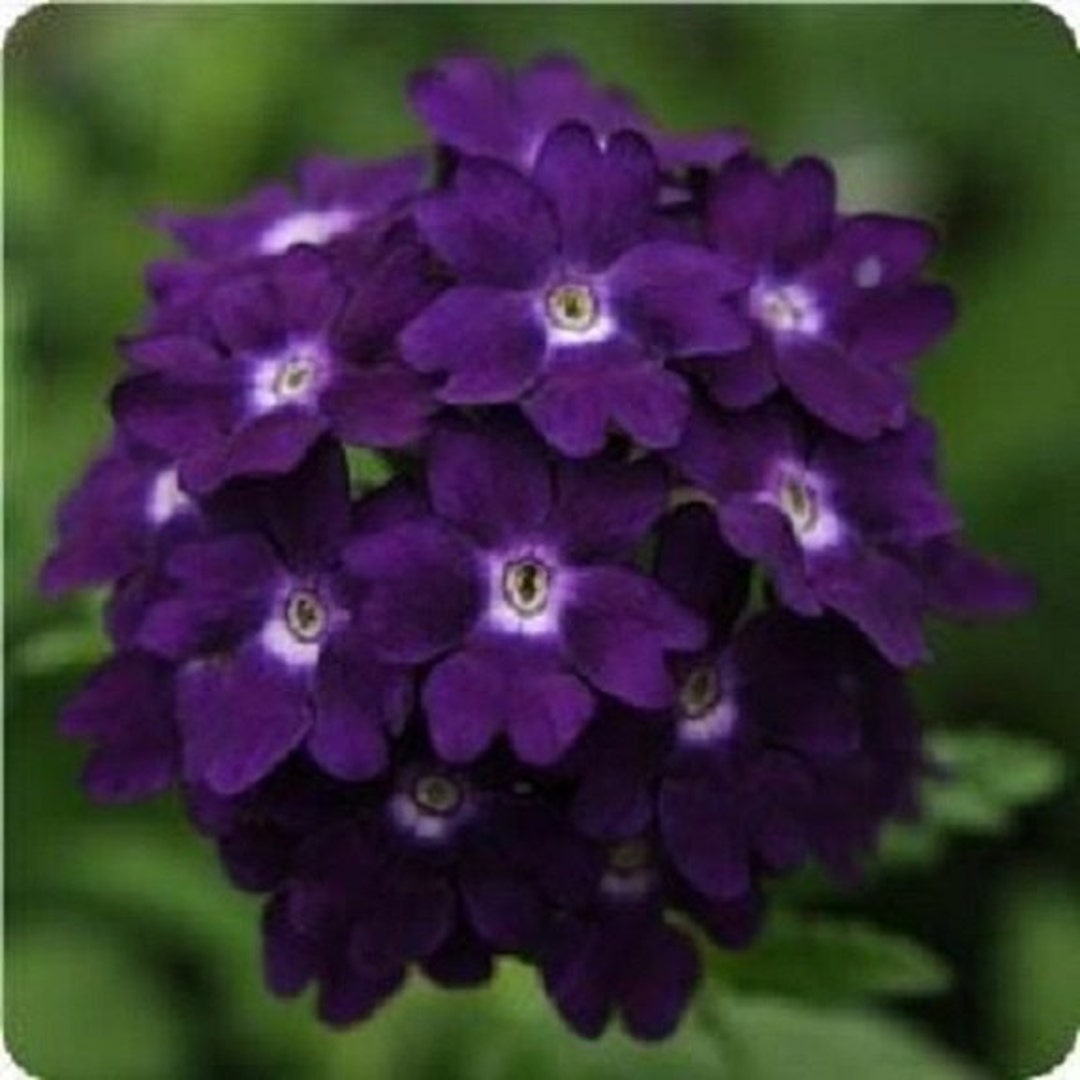 35+ Verbena Tuscany Violet With White Eye / Perennial / Flower Seeds ...