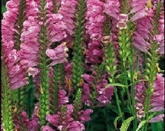 40 Obedient Plant White / False Dragon Head / Perennial / | Etsy