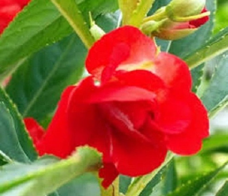 40 Red Balsam Heirloom / Perennial / Flower Seeds. - Etsy