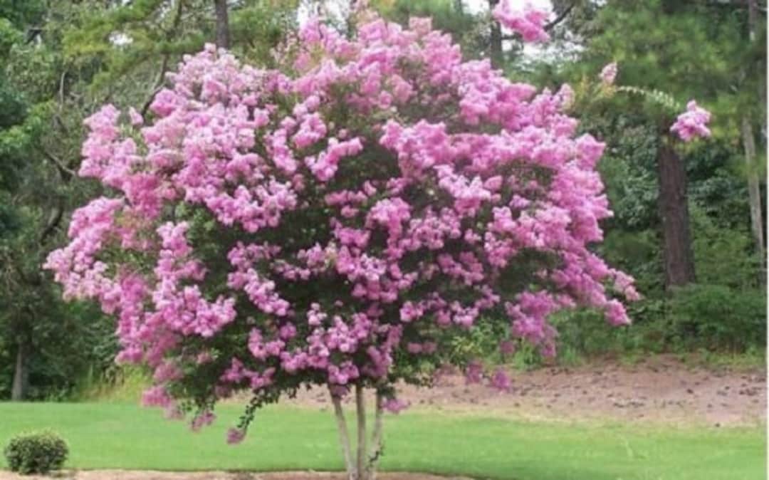 35+ Lt. Pink Crape Myrtle Tree / Drought Tolerant / Shrub / Perennial ...
