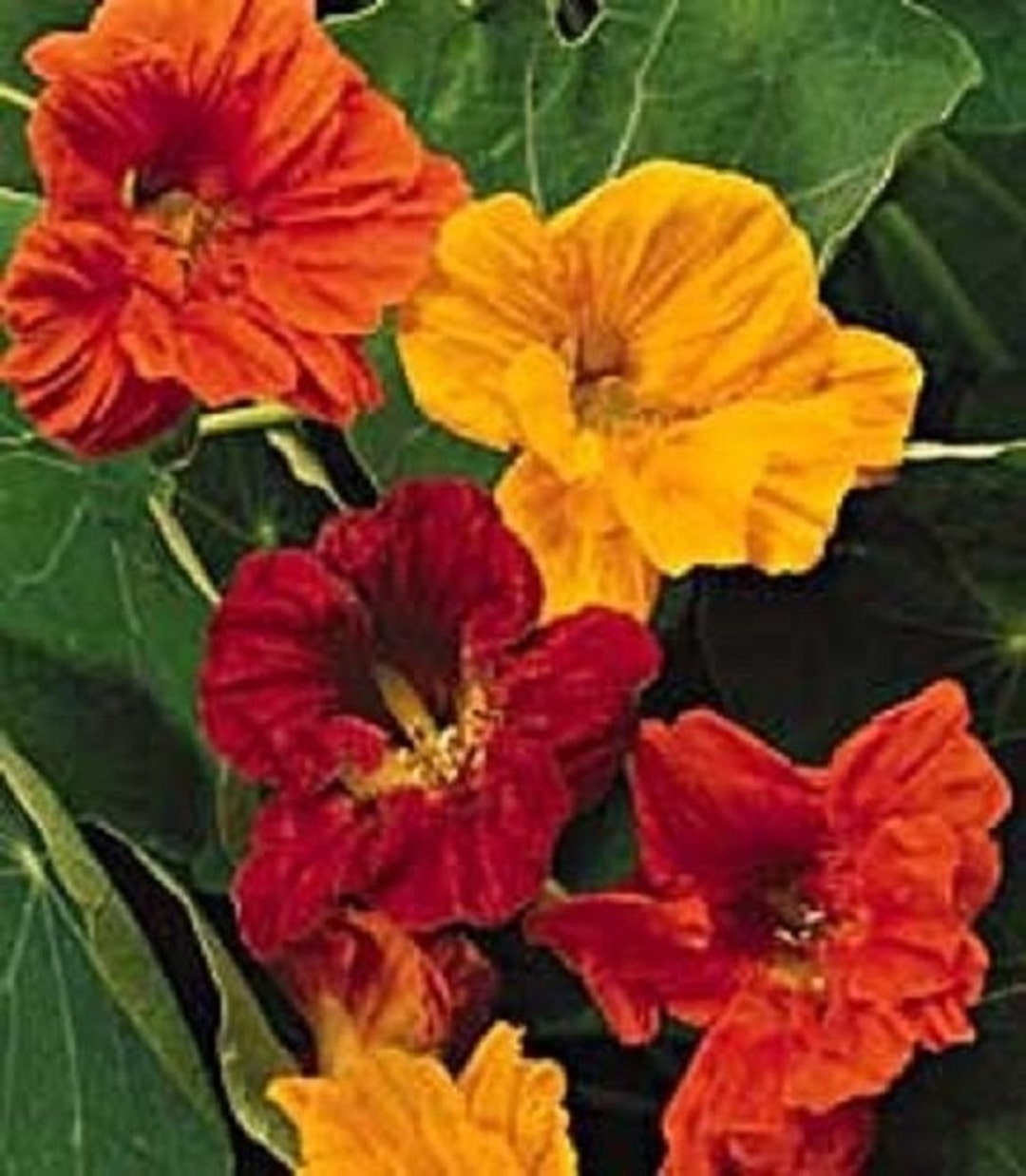 35+ Nasturtium Jewel Mix / Re-seeding / Annual / Flower Seeds. - Etsy
