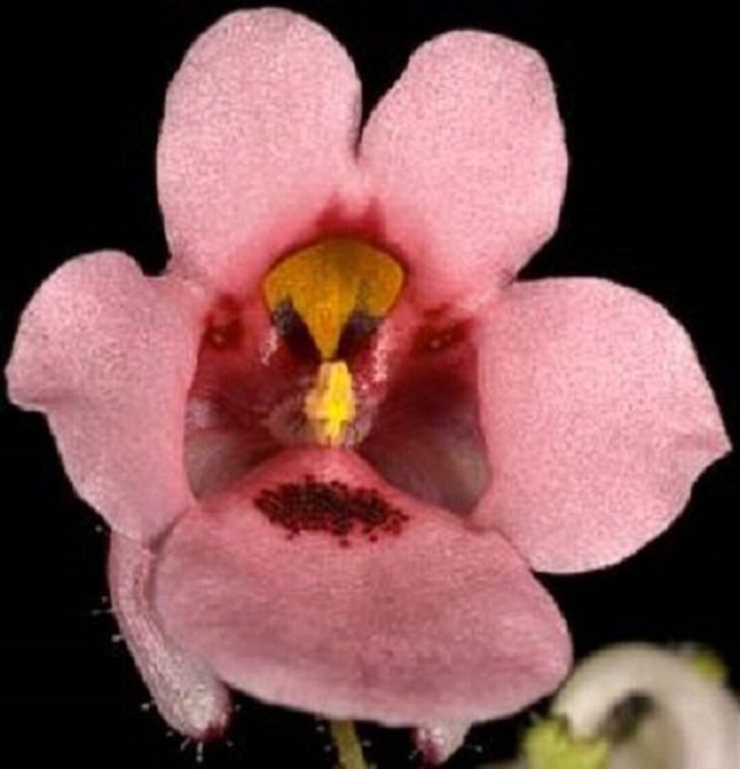 40+ Pink Queen Diascia / Perennial / Flower Seeds. - Etsy