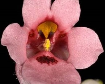 Apricot Queen Diascia Flower Seeds / Barbarae / Perennial 40 - Etsy
