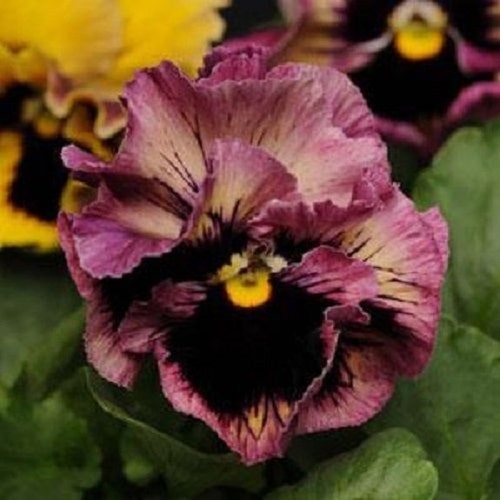 30 Pansy Raspberry Frizzle Sizzle / Annual / Flower Seeds. - Etsy