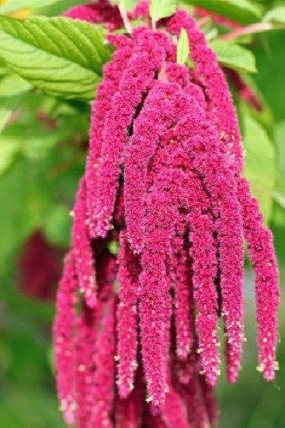 Tri-Color Flaming Fountain Amaranthus Flower Seeds Annual 50+ Other ...