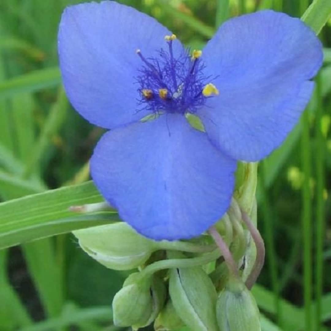 30+ Light Blue Tradescantia / Spiderwort / Perennial / Flower Seeds. - Etsy