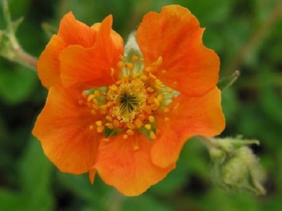50 Tangerine Orange Geum / Perennial / Flower Seeds. - Etsy