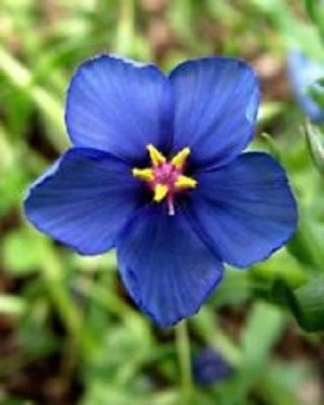 60+ Blue Pimpernel Anagallis / Perennial / Flower Seeds. - Etsy