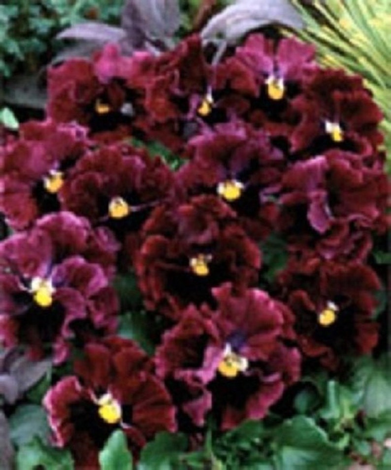 30 Pansy Burgundy Frizzle Sizzle / Ruffled / Annual / Flower - Etsy