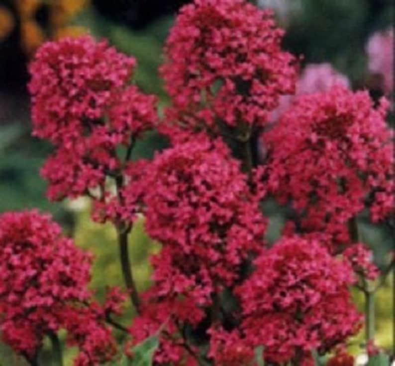 40 Red Jupiter's Beard Centranthus / Perennial / Flower - Etsy