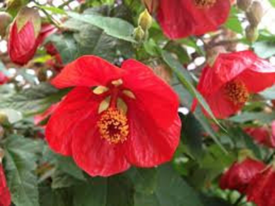 30 Red Abutilon / Self-seeding Annual / Flower Seeds. - Etsy