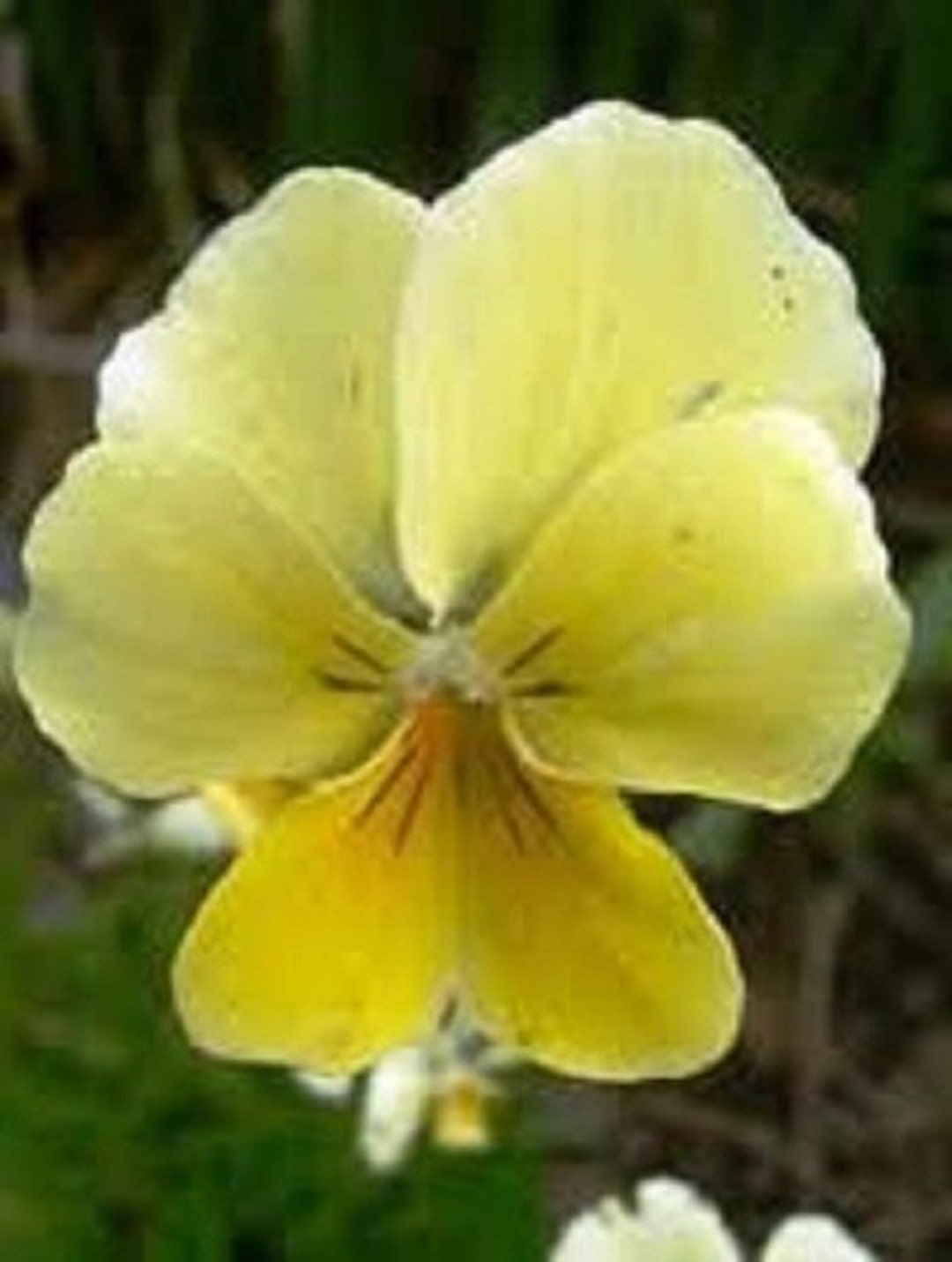30+ Yellow Sorbet Viola / Shade Loving / Perennial / Flower Seeds. - Etsy