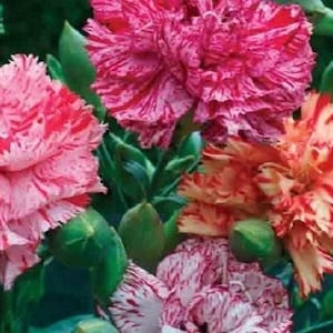 30 Carnation Picotee Chabaud Mix / Perennial / Flower Seeds. - Etsy