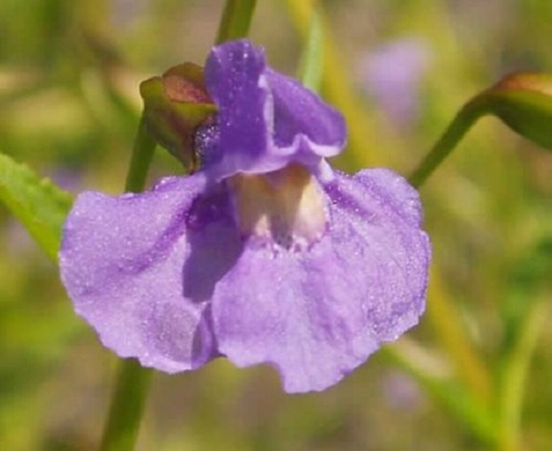 40+ Mimulus Purple Monkey Flower / Annual / Flower Seeds. - Etsy
