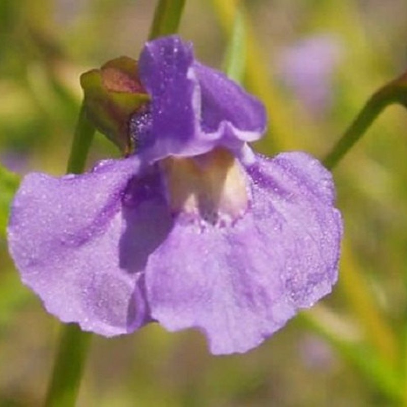 Monkey Orchid - Etsy