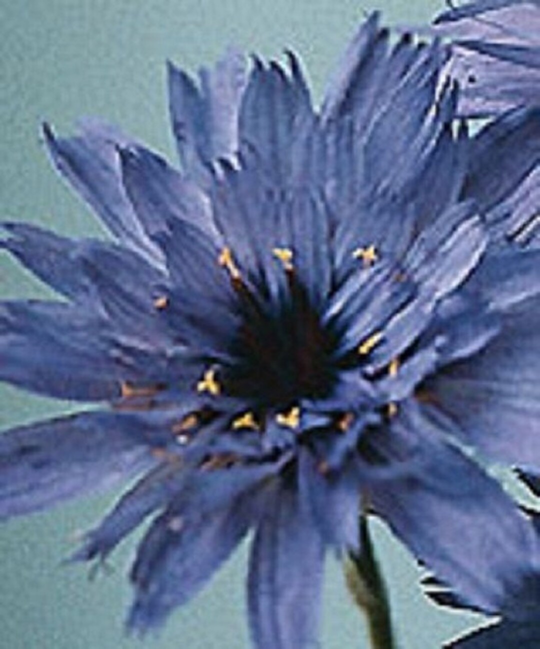30+ Blue Cupid's Dart Catananche / Perennial / Flower Seeds. - Etsy