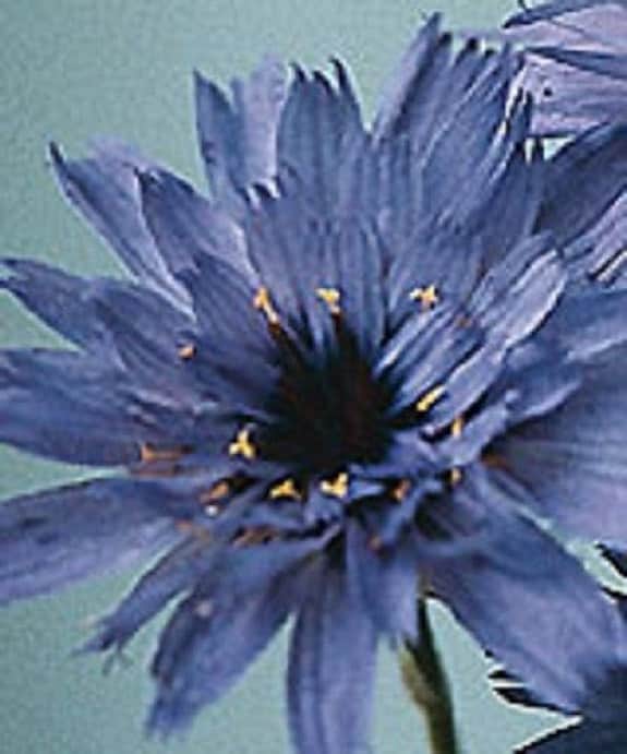 30+ Blue Cupid's Dart Catananche / Perennial / Flower Seeds. - Etsy