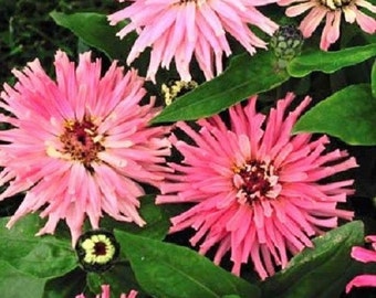 30 Giant Inca Orange Cactus Zinnia / Long-lasting Annual Flower Seeds ...
