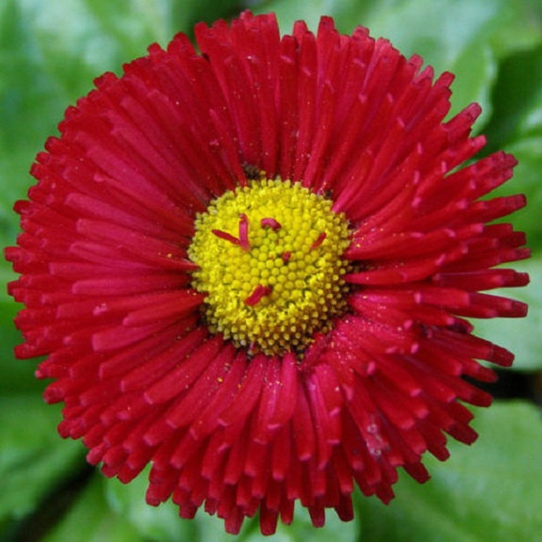 30+ Red Bellis / English Daisy / Self-seeding / Annual / Flower Seeds ...