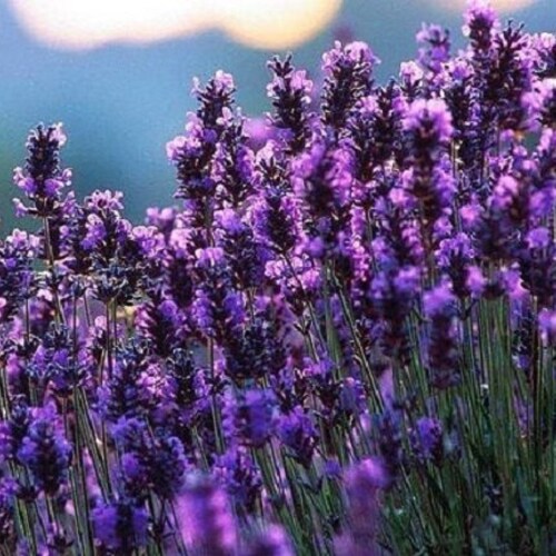 30 Lavendula RED LAVENDER Flower Seeds / Easy to Grow - Etsy