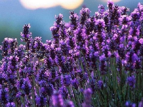 60 Purple Lavender Lavendula Perennial Flower Seeds. Etsy