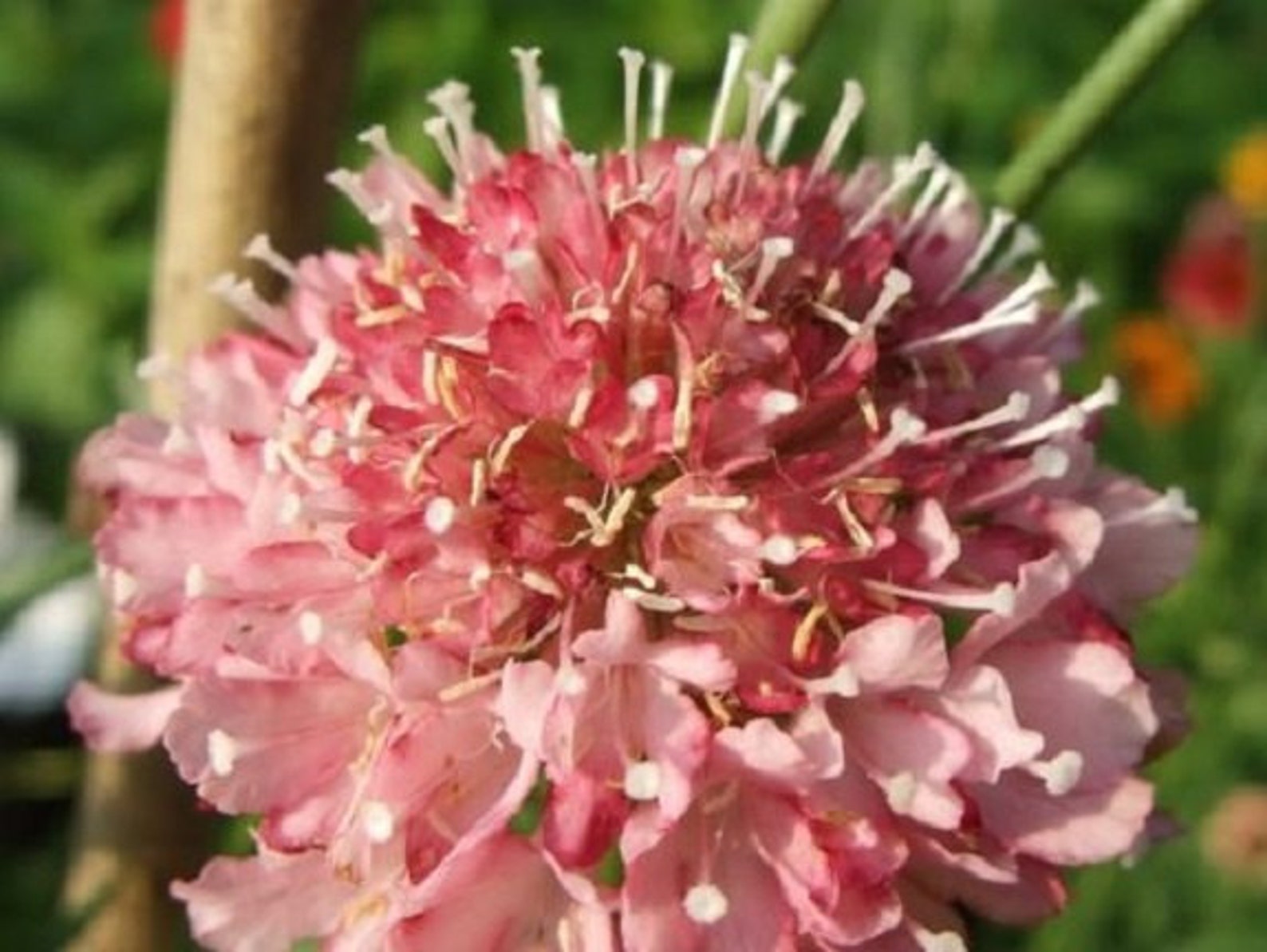 25 Salmon Queen Scabiosa Pincushion / Perennial / Flower - Etsy