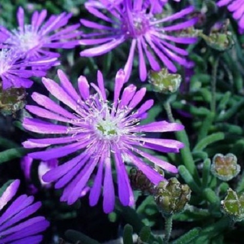 50 Purple Ice Plant / Delosperma / Cooperii / Perennial / - Etsy