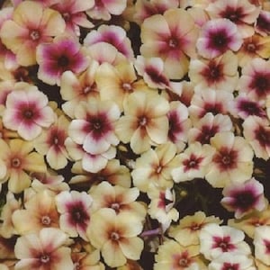 30+ Phlox Cherry Caramel / Perennial / Flower Seeds. - Etsy
